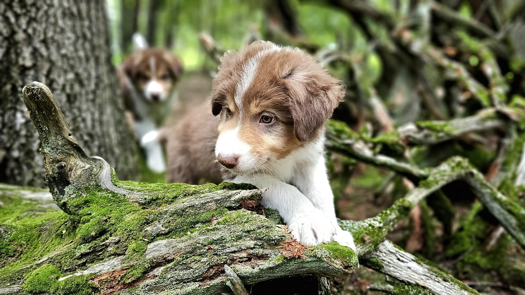 Our Dogs – Lyncroft Border Collies